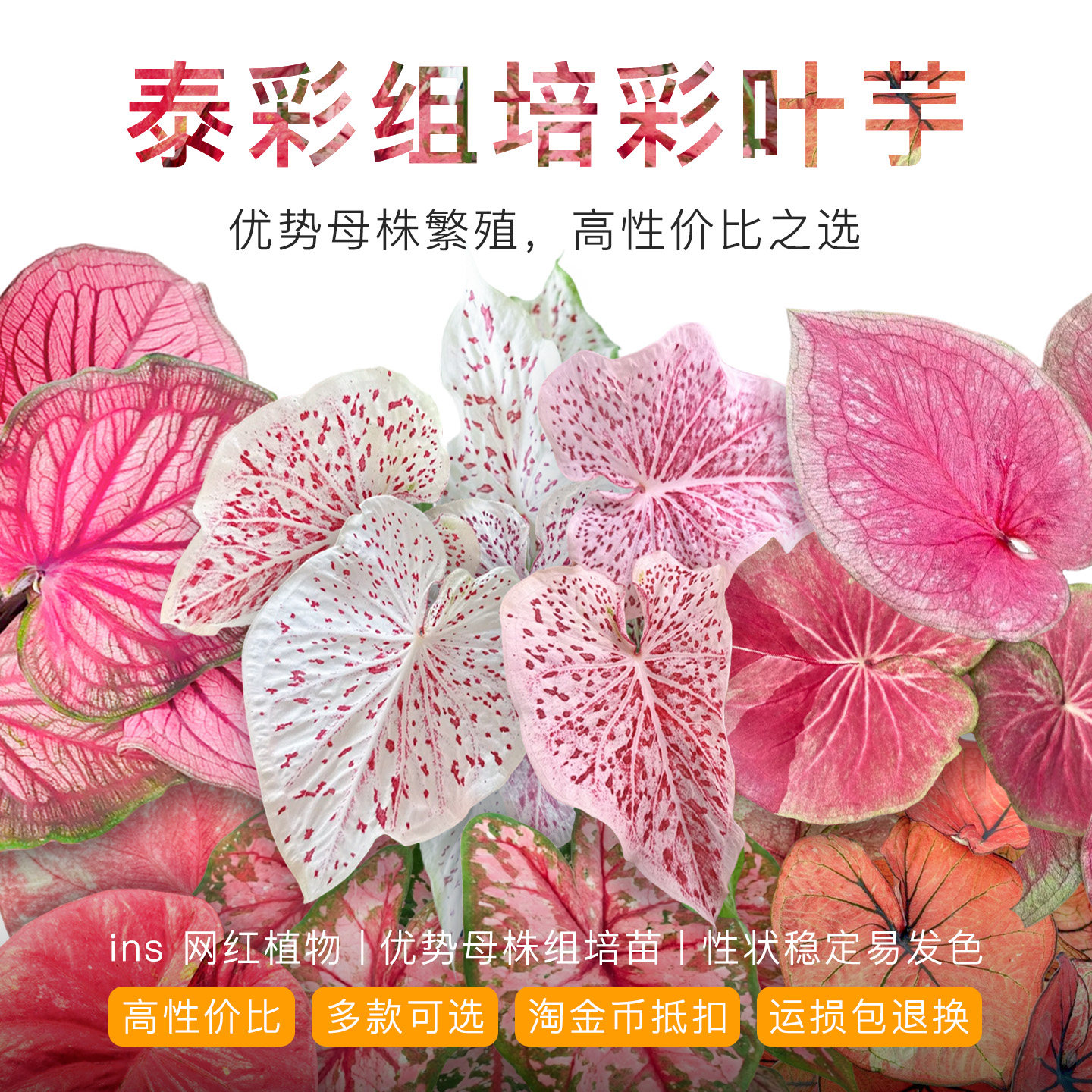 泰彩彩叶芋热带花卉网红植物组培苗进口盆栽客厅室内耐旱耐阴好养