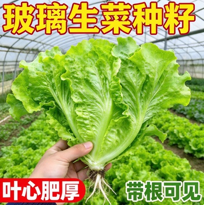 四季甜脆玻璃生菜种子脆嫩生吃生菜种籽阳台四季盆栽春季蔬菜种孑