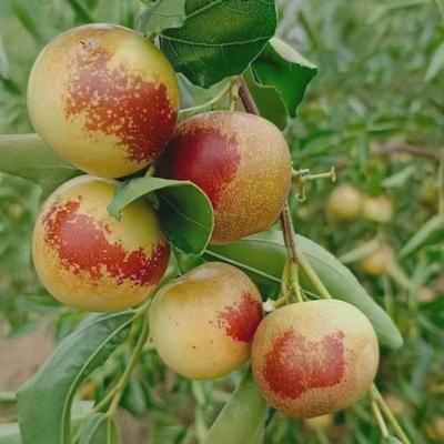 枣树活苗嫁接冬枣地栽果树苗当年结果南北方大枣超甜当年结果庭院