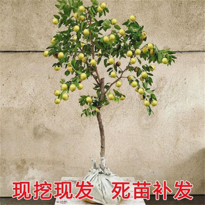 枣树活苗冬枣树苗当年结果盆栽地栽矮化南北方种植耐寒抗旱大超甜