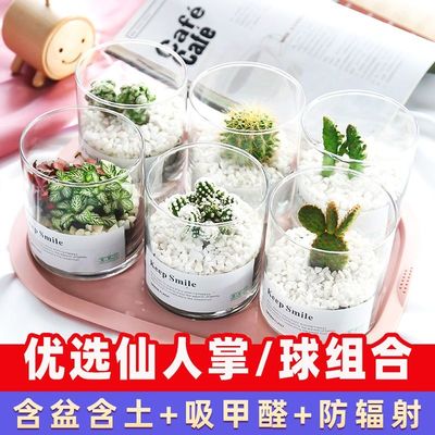 多肉植物仙人掌盆栽室内肉肉仙人球小植物开花办公室工位桌面绿植