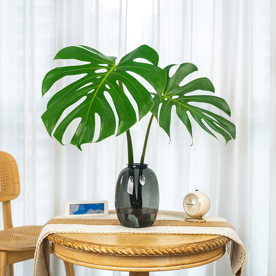 【水培龟背竹】办公室内绿植花卉