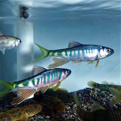 长鳍鱲鱼冷水观赏鱼原生鱼马口鱲