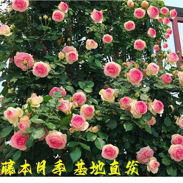 蔷薇花苗藤本月季特大浓香庭院爬藤植物花卉盆栽阳台玫瑰爬墙四季