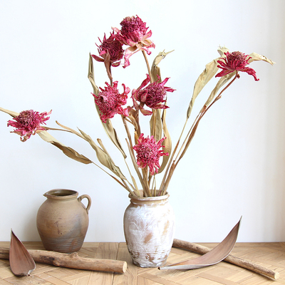 狂想者新品【瓷玫瑰/火炬姜】小众进口花材家居装饰拍摄插花