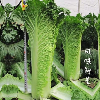 天津青麻叶大白菜苗带土高秆连心壮大青麻叶秧苗贵州青口白菜种子