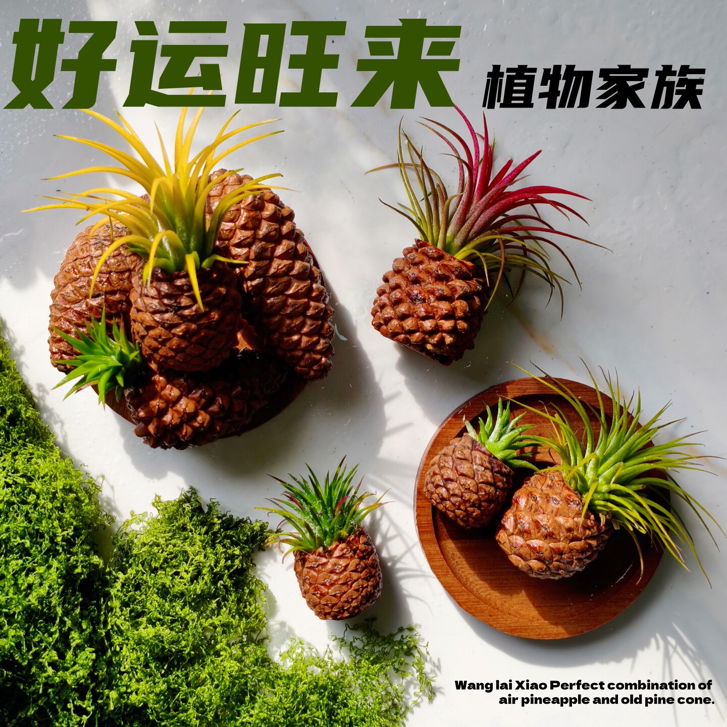 好运旺来创意菠萝造型空气凤梨无土栽培室内桌面装饰鲜活绿植盆栽