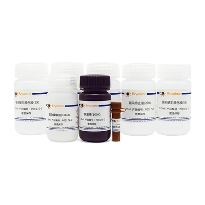 碧云天/Beyotime快速银染试剂盒