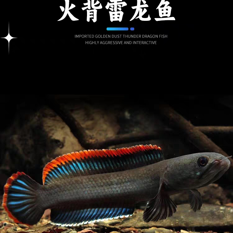 火背雷龙 雷龙 雷龙鱼 蛇头鱼 鳢 热带鱼 观赏鱼 淡水 凶猛肉食鱼