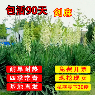 剑麻树苗凤尾丝兰盆栽花卉龙舌兰耐寒庭院植物别墅剑麻绿化剑麻苗