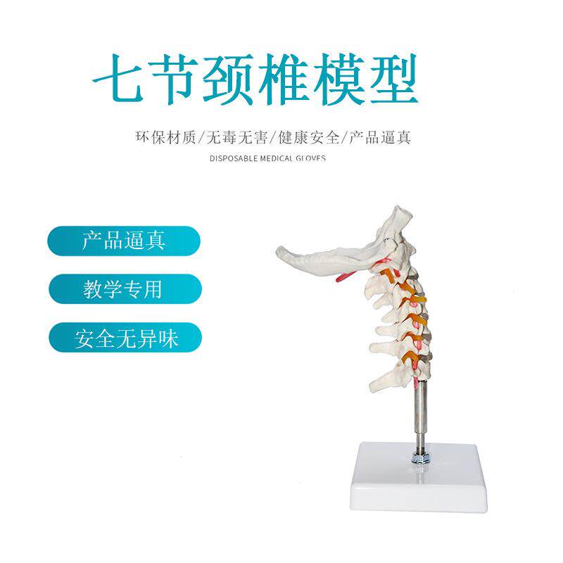 医学人体骨骼解剖模型颈椎带颈动脉模型医用教具标本模型教学模型