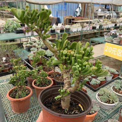 吸财树7厘米方盆趣味多肉防辐射适合窗台盆栽全场满18包邮