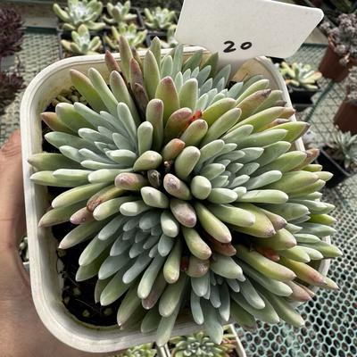 木糖醇多肉参考7厘米盆