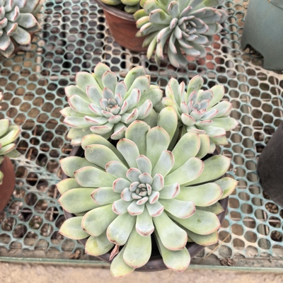 绮罗绮罗缀化7厘米盆装