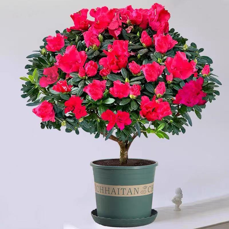 杜鹃花盆栽【四季开花】带花苞阳台办公室好养老桩盆栽耐寒吸某醛
