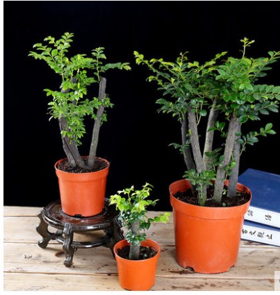小叶紫檀盆景树苗四季常青绿植物耐寒紫檀树桩客厅室内盆栽花卉