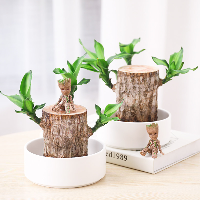 巴西木净化空气幸运木水培室内桌面绿植小盆栽水养植物微景观