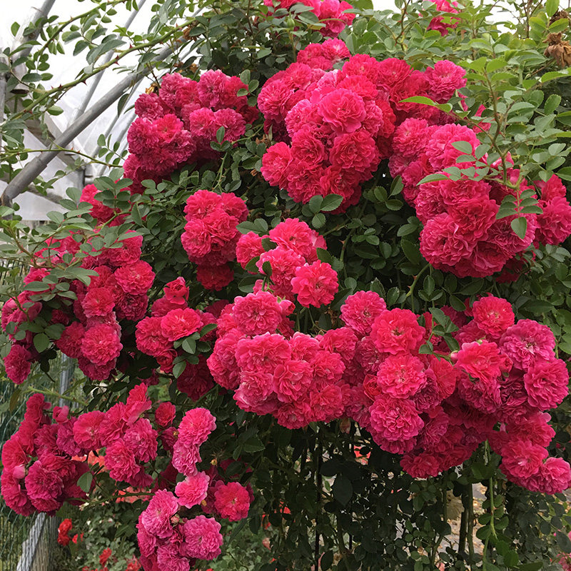 黄木香花盆栽红木香花苗四季浓香花卉白木香七里香阳台爬藤植物