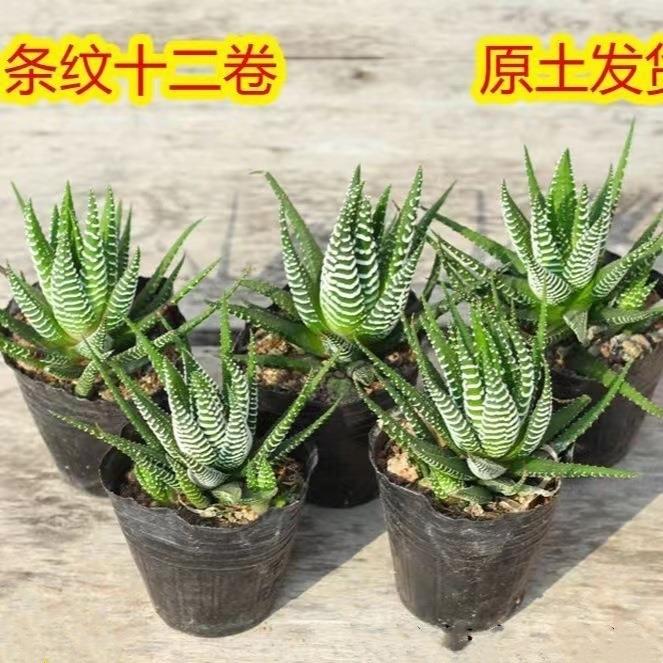 条纹十二卷多肉植物芦荟仙人掌办公室内桌面好养活小盆栽懒人绿植