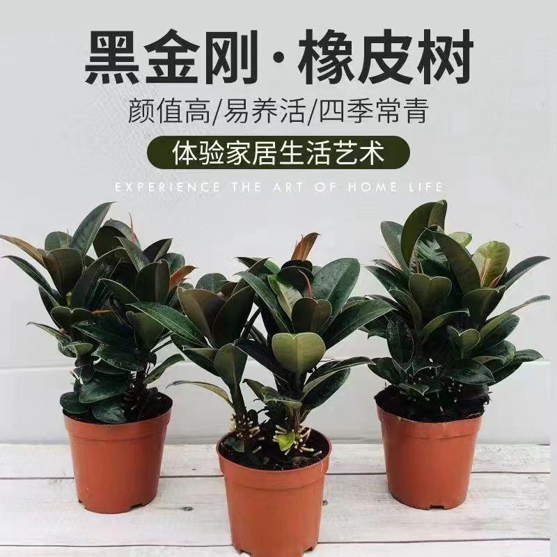 橡皮树黑金刚盆栽花盆苗客厅室内绿叶大叶四季常青型植物净化空气