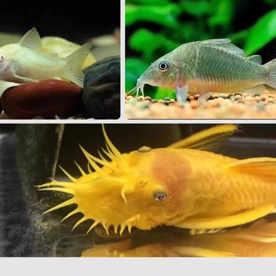 金马渔业无清道夫鼠鱼淡水