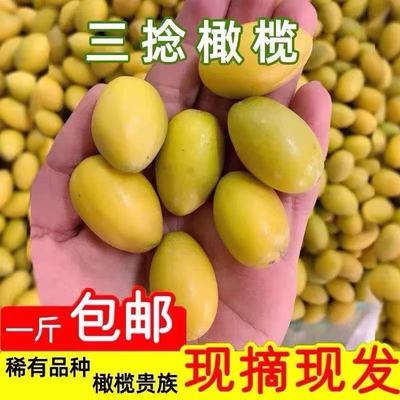 现摘潮汕三棱回甘橄榄