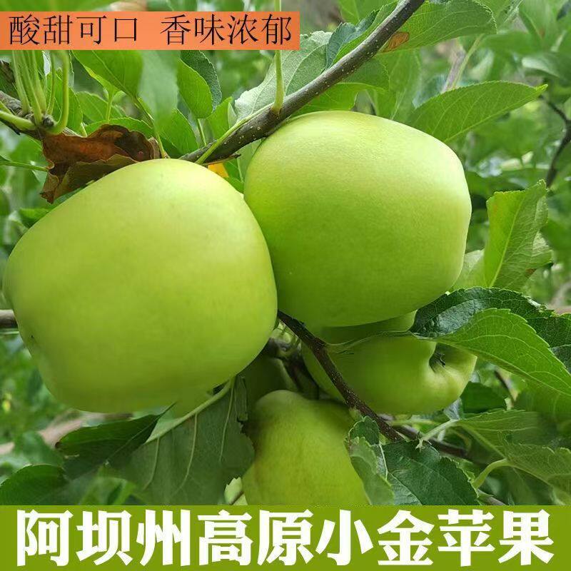 小金苹果四川阿坝州金冠酸脆甜皮薄多汁孕妇水果当季新鲜青苹果CC