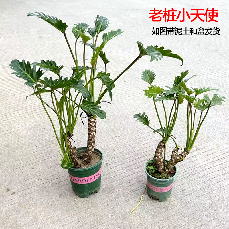 老桩小天使龙鳞桩春羽蔓绿绒室内书房办公绿植大型北欧风观叶植物