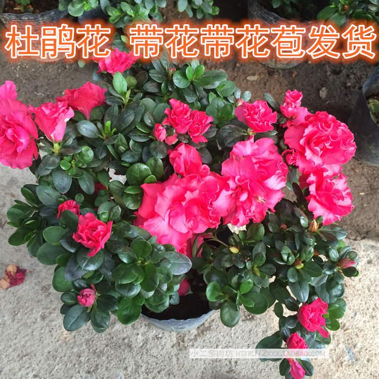 杜鹃花客厅办公桌四季开花不断带花发货花卉盆栽
