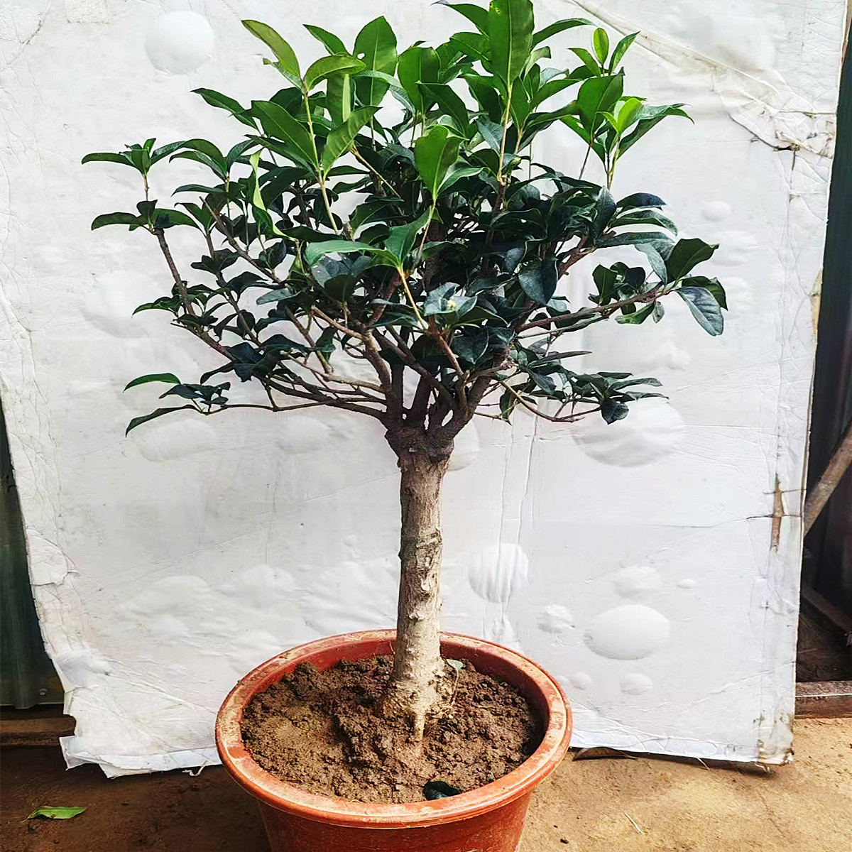 嫁接金银同辉双色桂花树苗盆栽桂花大树庭院植物四季型桂花