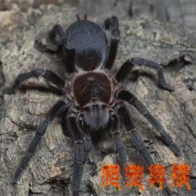 哥斯达黎加蓝面Aphonopelma crinirufum流通版aph版巴西黑蜘蛛