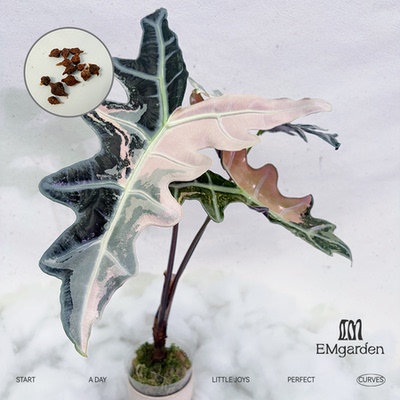 粉锦诺比K版种球Alocasia Nobilis Pink Variegated K Version