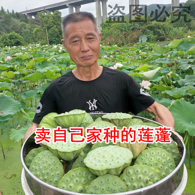 广昌白莲新鲜嫩莲蓬水果甜味莲蓬