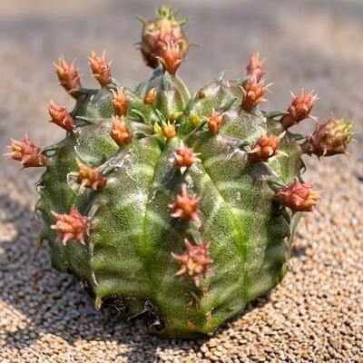 实生紫皮蝾螈大戟多肉好养盆栽