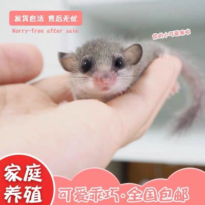 西班牙睡鼠幼崽宠物活体活体微型龙猫学生宿舍好养小活物