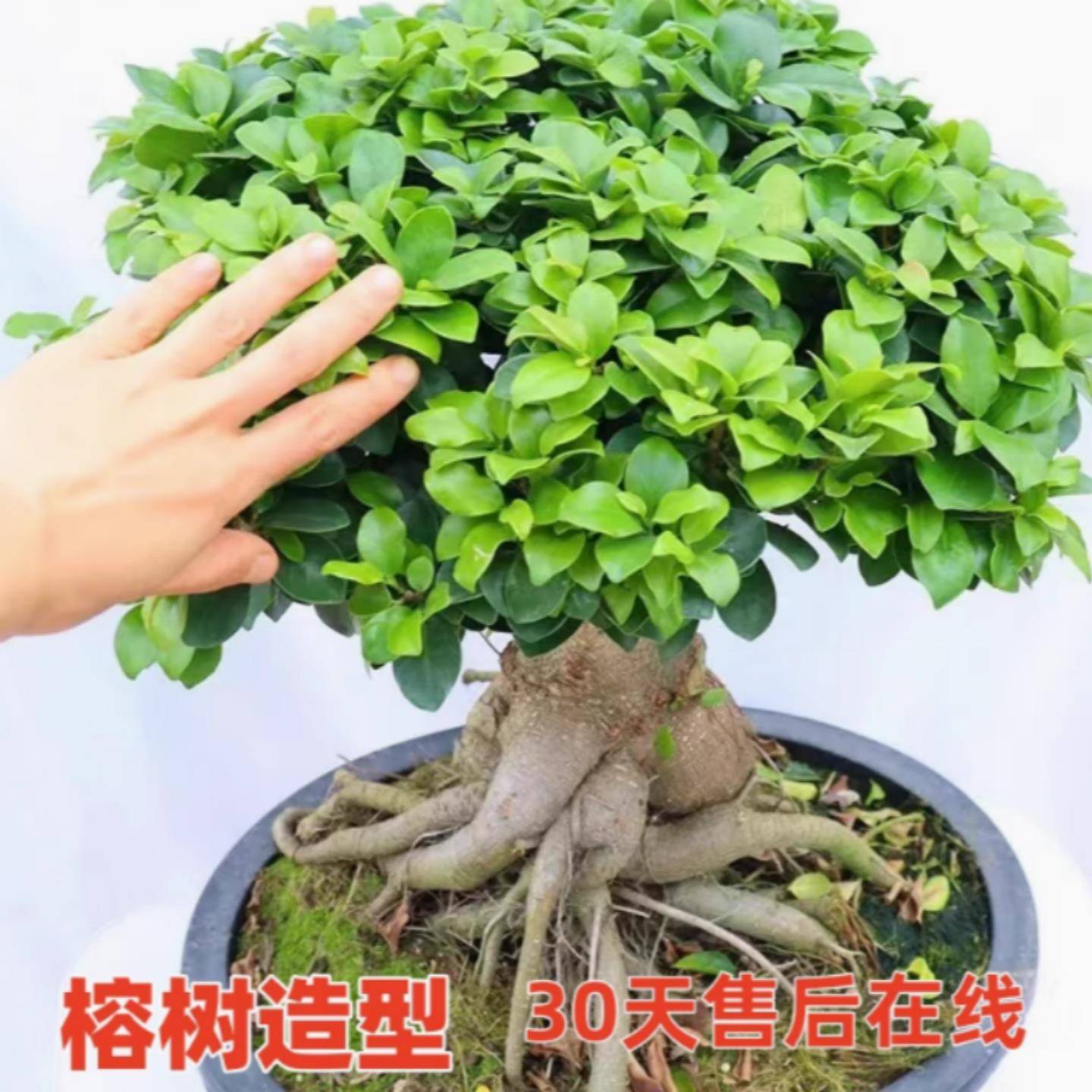 大型小叶榕树S造型8字盆景盆栽室内客厅植物人参榕树苗老桩绿植