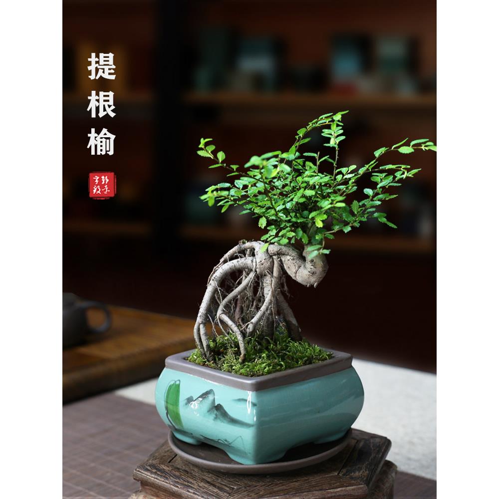 小叶榆树盆景提根造型榔榆老桩植物办公室茶几桌面绿植盆栽树苗