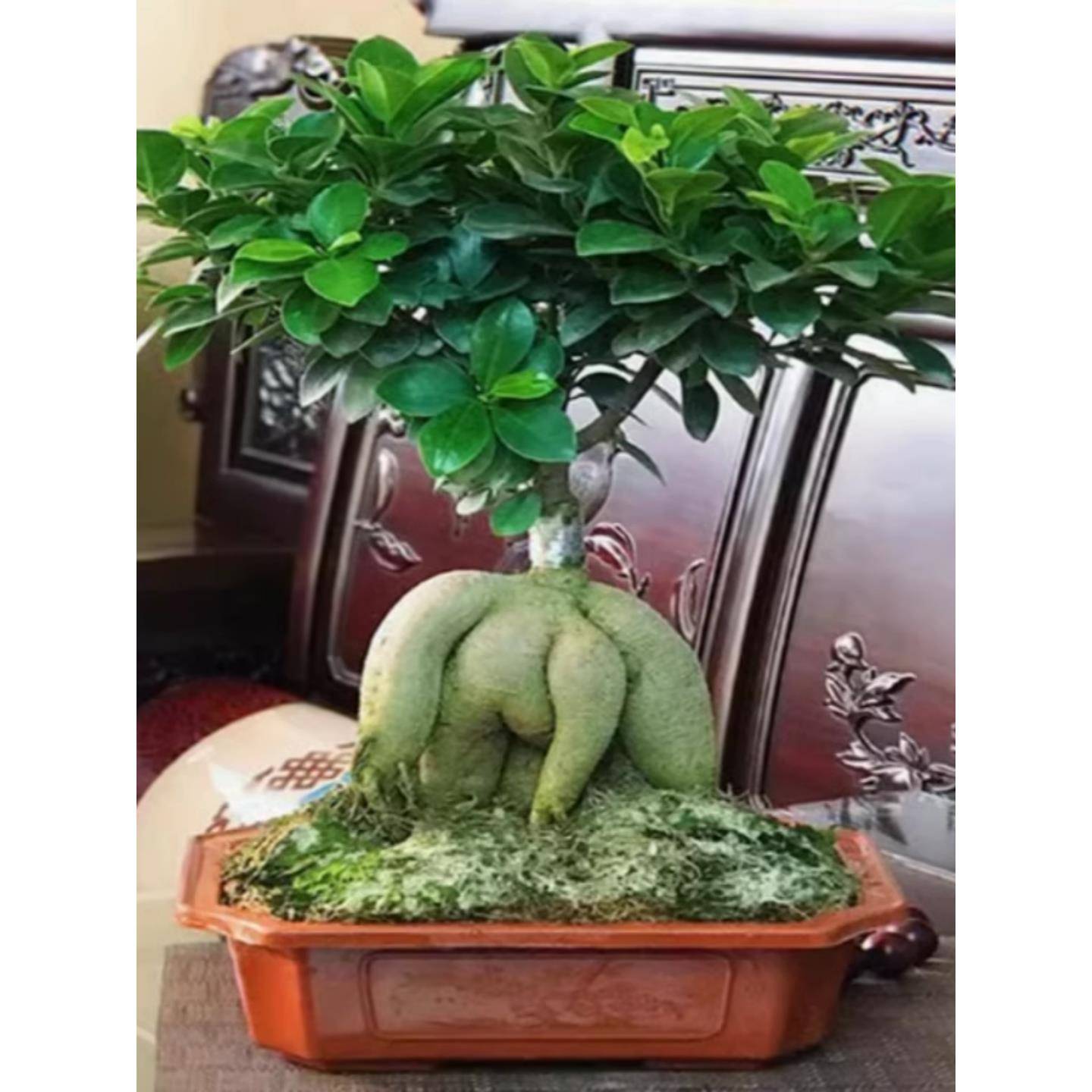 大型小叶榕树S造型8字盆景盆栽室内客厅植物人参榕树苗老桩绿植