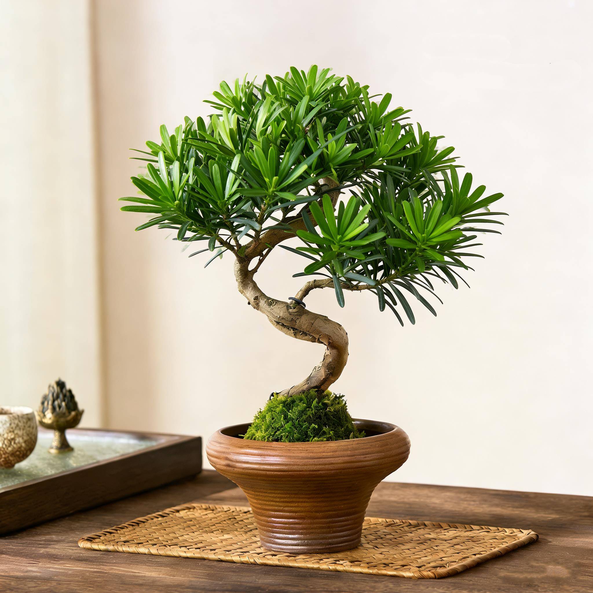 罗汉松老桩盆栽苔藓球水培植物办公室内阳台庭院桌面盆景绿植摆件