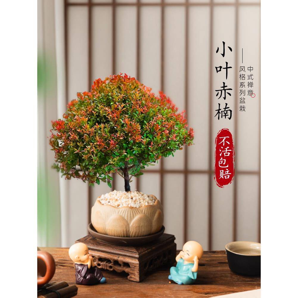 小叶赤楠盆景植物老桩金丝楠木盆栽室内中式禅意绿植办公桌面禄植