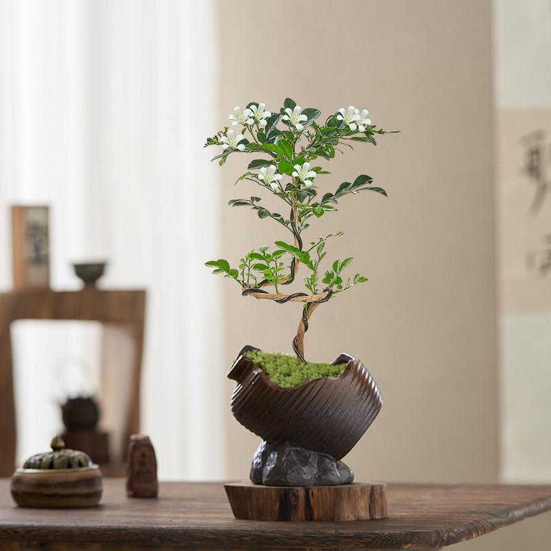 造型九里香盆栽七里香开花植物室内阳台办公室桌面盆景老桩好养花
