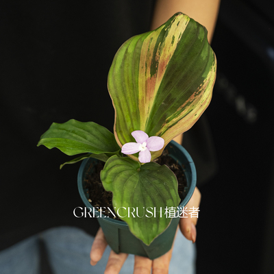 孔雀姜锦观叶植物植迷者