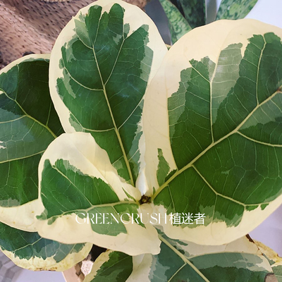 锦化琴叶榕观叶植物植迷者