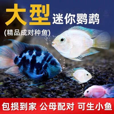 迷你鹦鹉鱼活体鱼观赏鱼小型淡水热带鱼苗宝蓝白金鹦鹉可繁殖种鱼