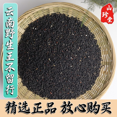 中药材云南野生王不留行