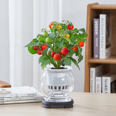 小番茄水培绿植盆栽办公室内桌面水养花四季好养阳台客厅植物花卉