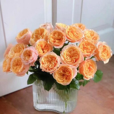 紫霞仙子曼塔骄傲洛神弗洛伊德水养插花鲜切花云南基地直发石