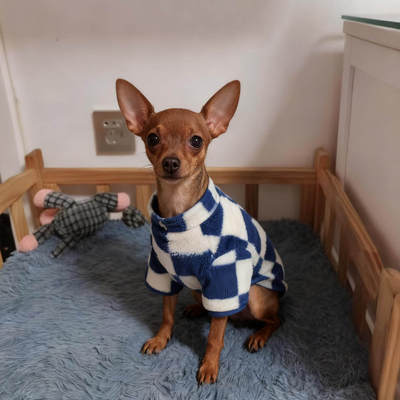 迷你杜宾小鹿犬专用衣服狗