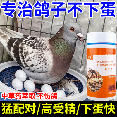 鸽子下蛋饲料催蛋神器促踩背繁殖多不下蛋不受精专用下蛋药增蛋宝