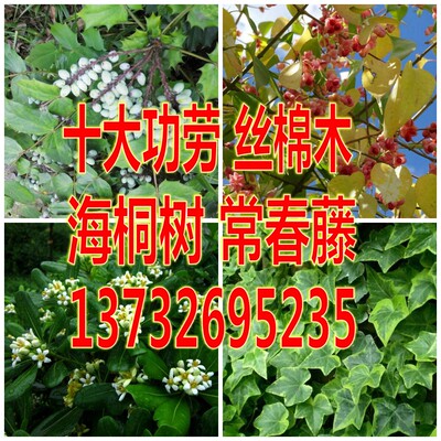 散装中华常青藤种子阔叶海桐